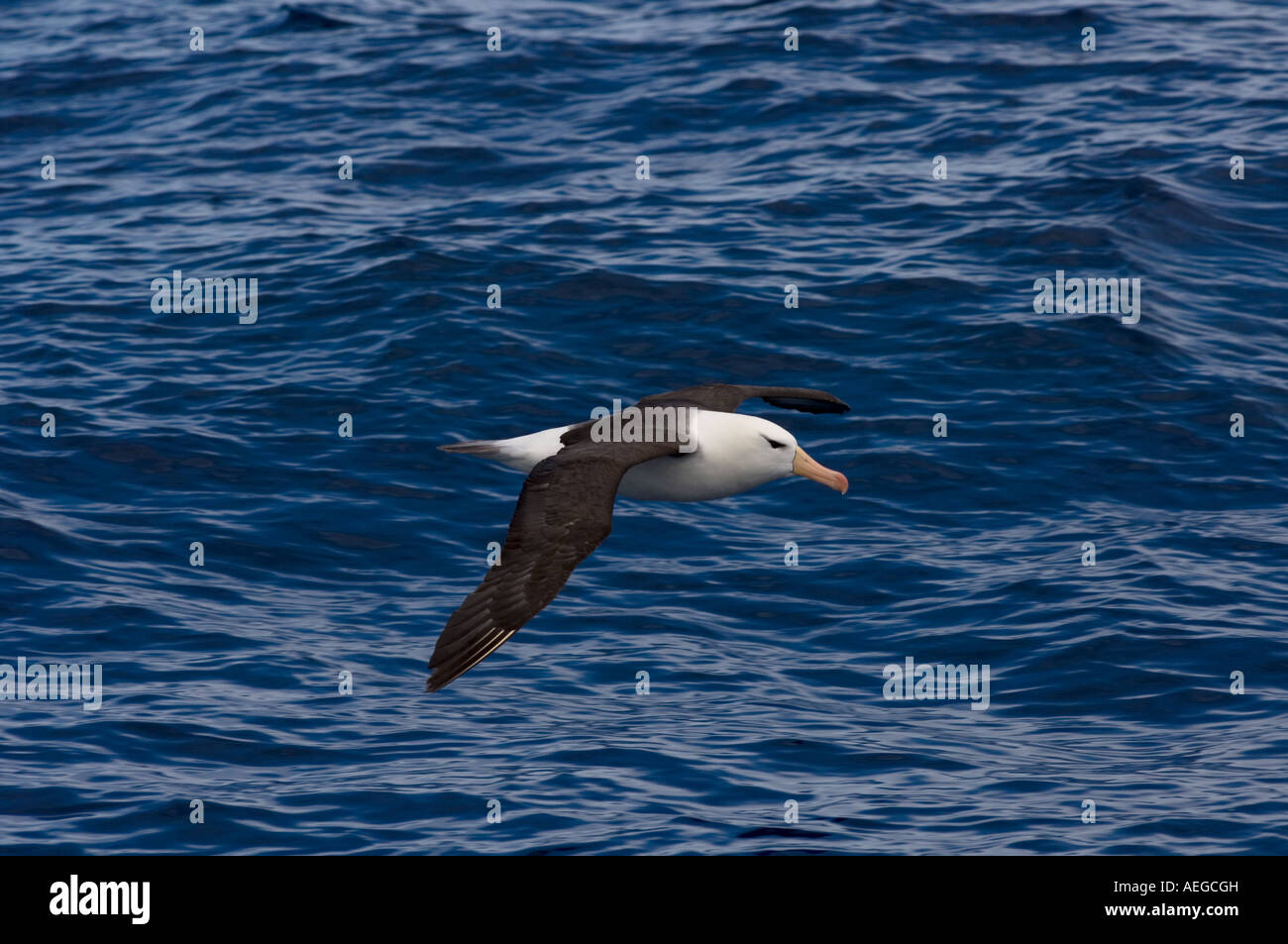 black browed albatross Diomedea melanophris on the Southern Ocean Drake ...