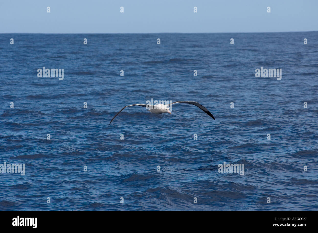 wandering albatross Diomedea exulans in flight Drake Passage Southern ...