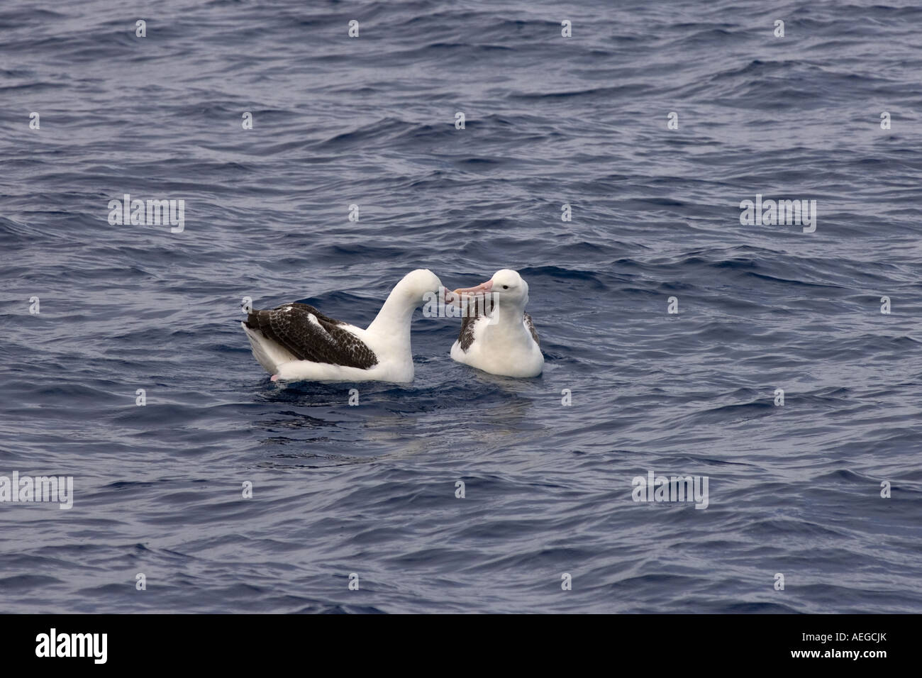 wandering albatross Diomedea exulans on the Southern Ocean Drake ...