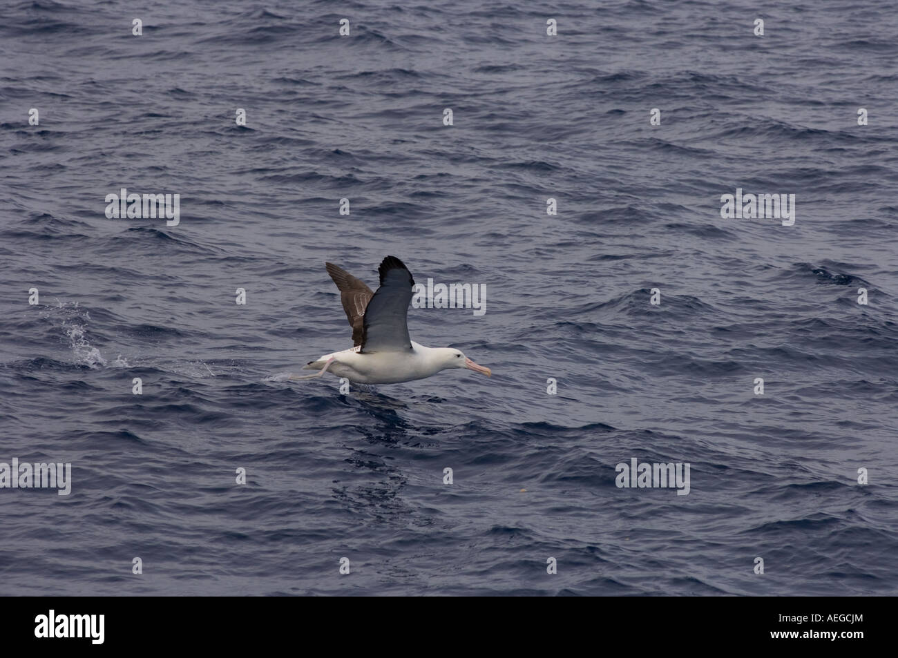 wandering albatross Diomedea exulans taking flight Drake Passage ...