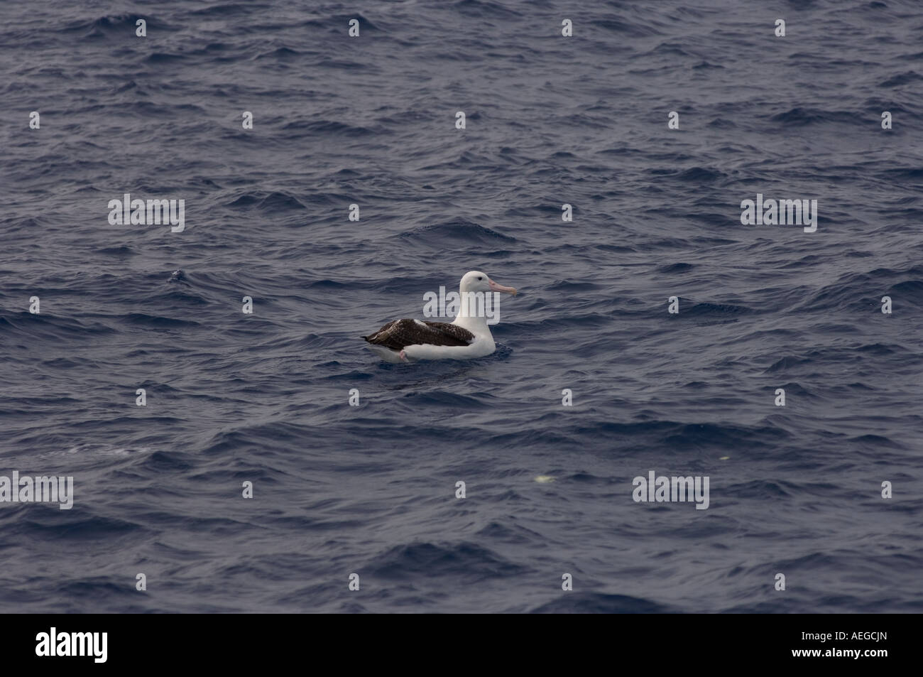 wandering albatross Diomedea exulans on the Southern Ocean Drake ...