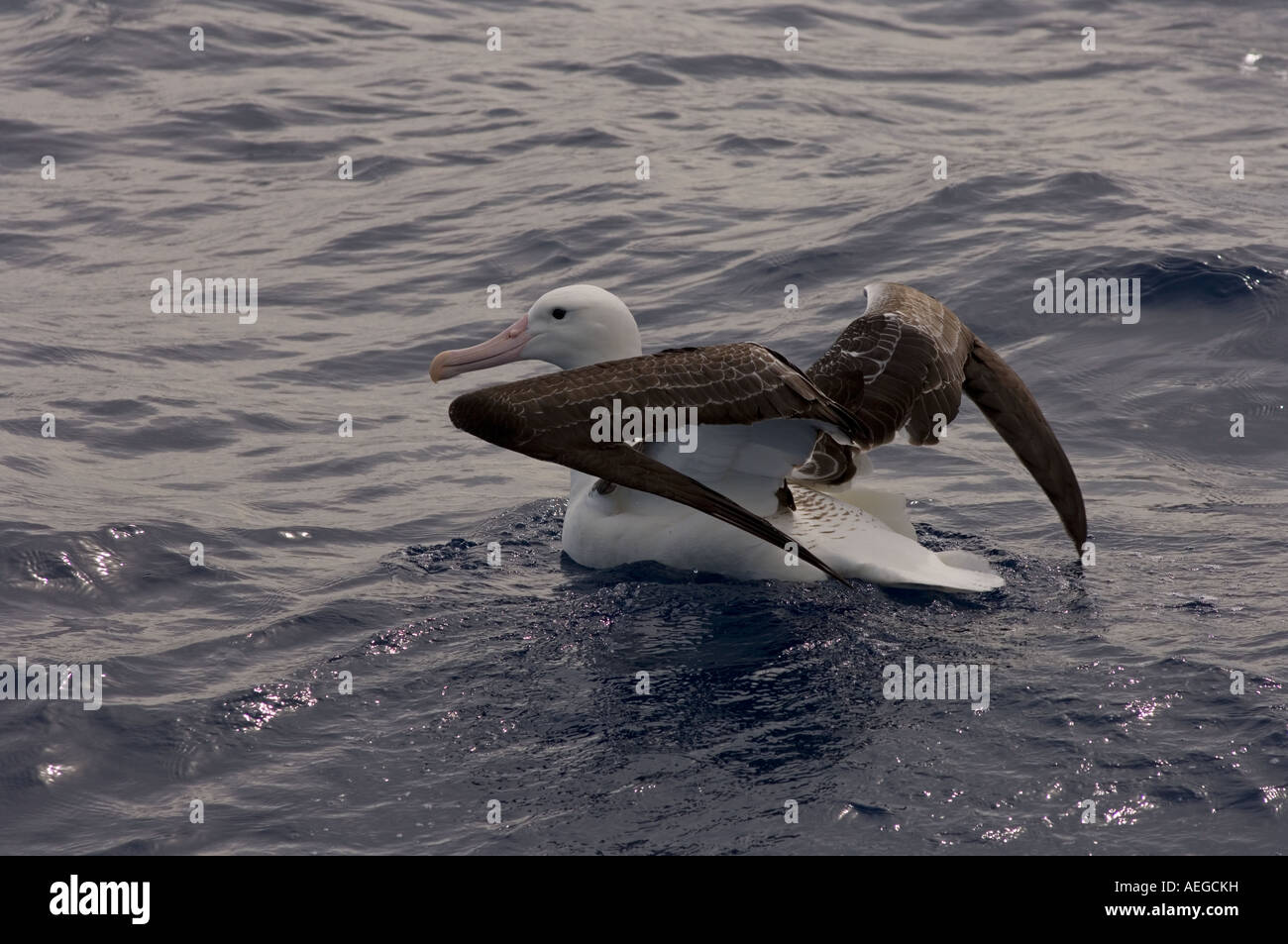 wandering albatross Diomedea exulans on the Southern Ocean Drake ...