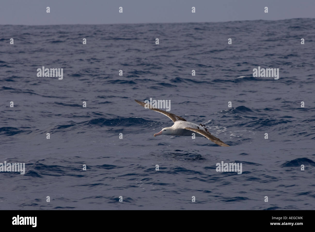 wandering albatross Diomedea exulans in flight Drake Passage Southern ...