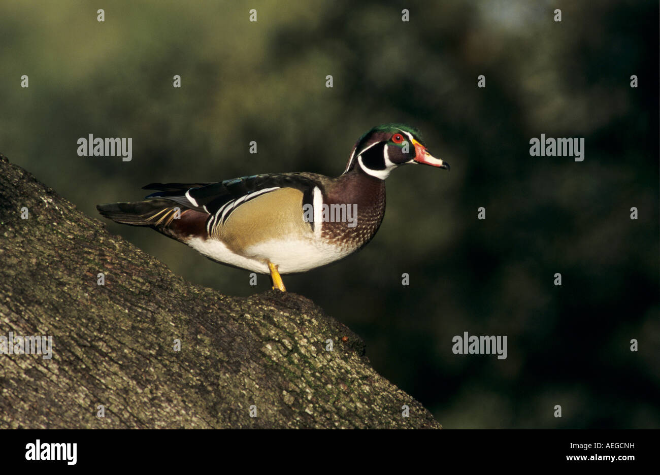 Duck oak tree hi-res stock photography and images - Alamy