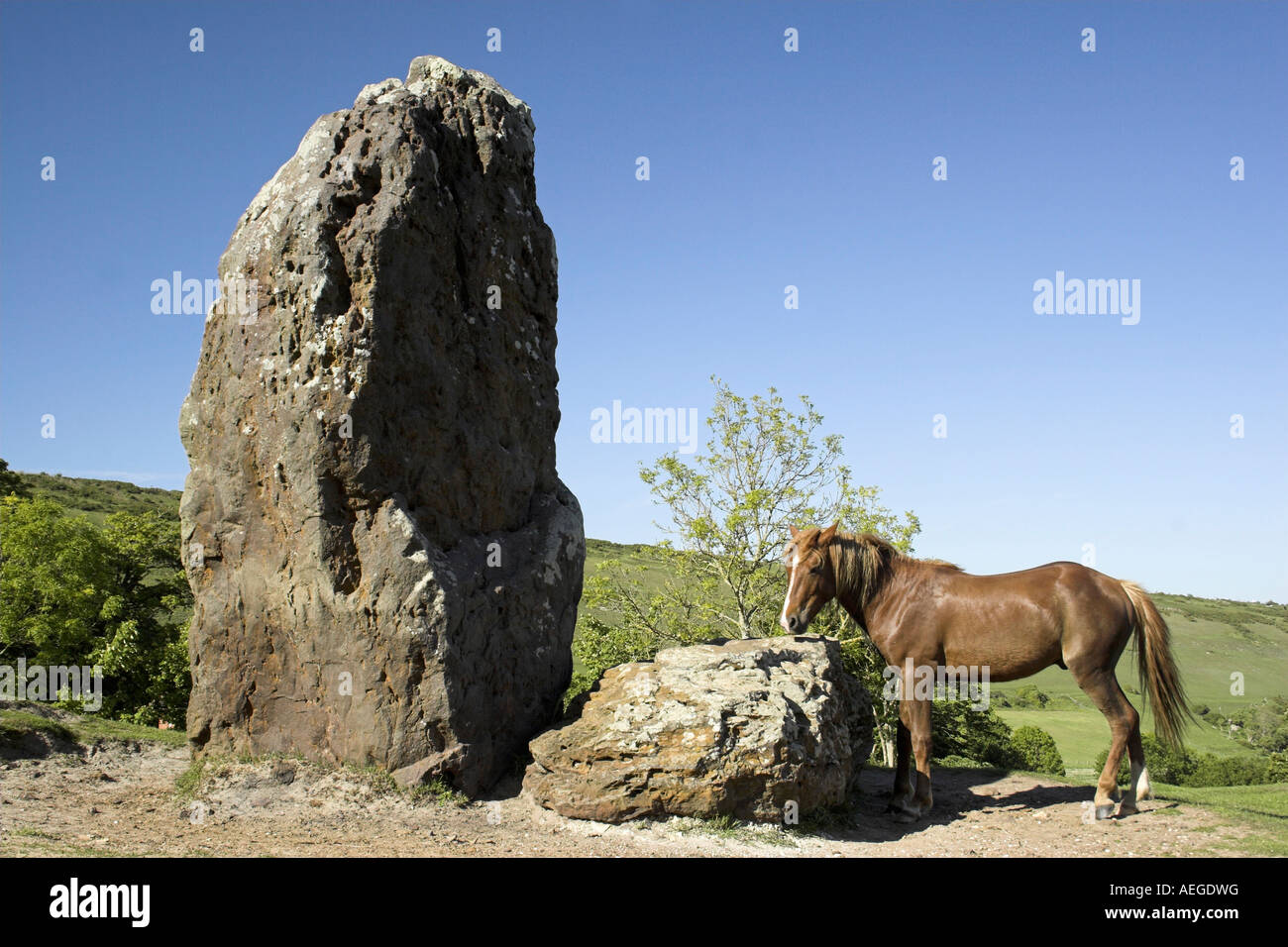 The Longstone north of Mottistone village with a New Forest Pony - Isle ...