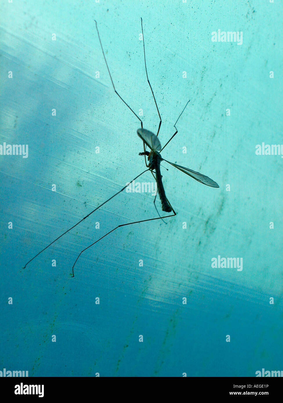 bug on poly tunnel wall Stock Photo - Alamy