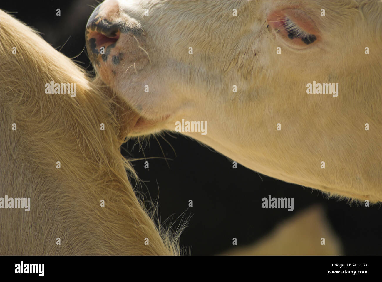 Cow licking side hi-res stock photography and images - Alamy