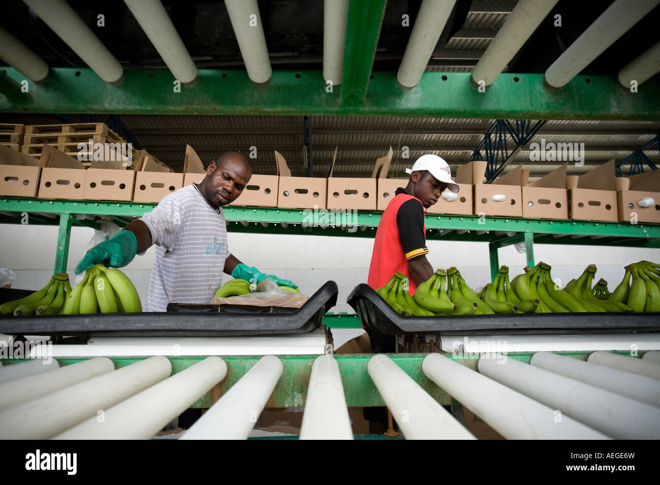 Man packing bananas cardboard hi-res stock photography and images - Alamy