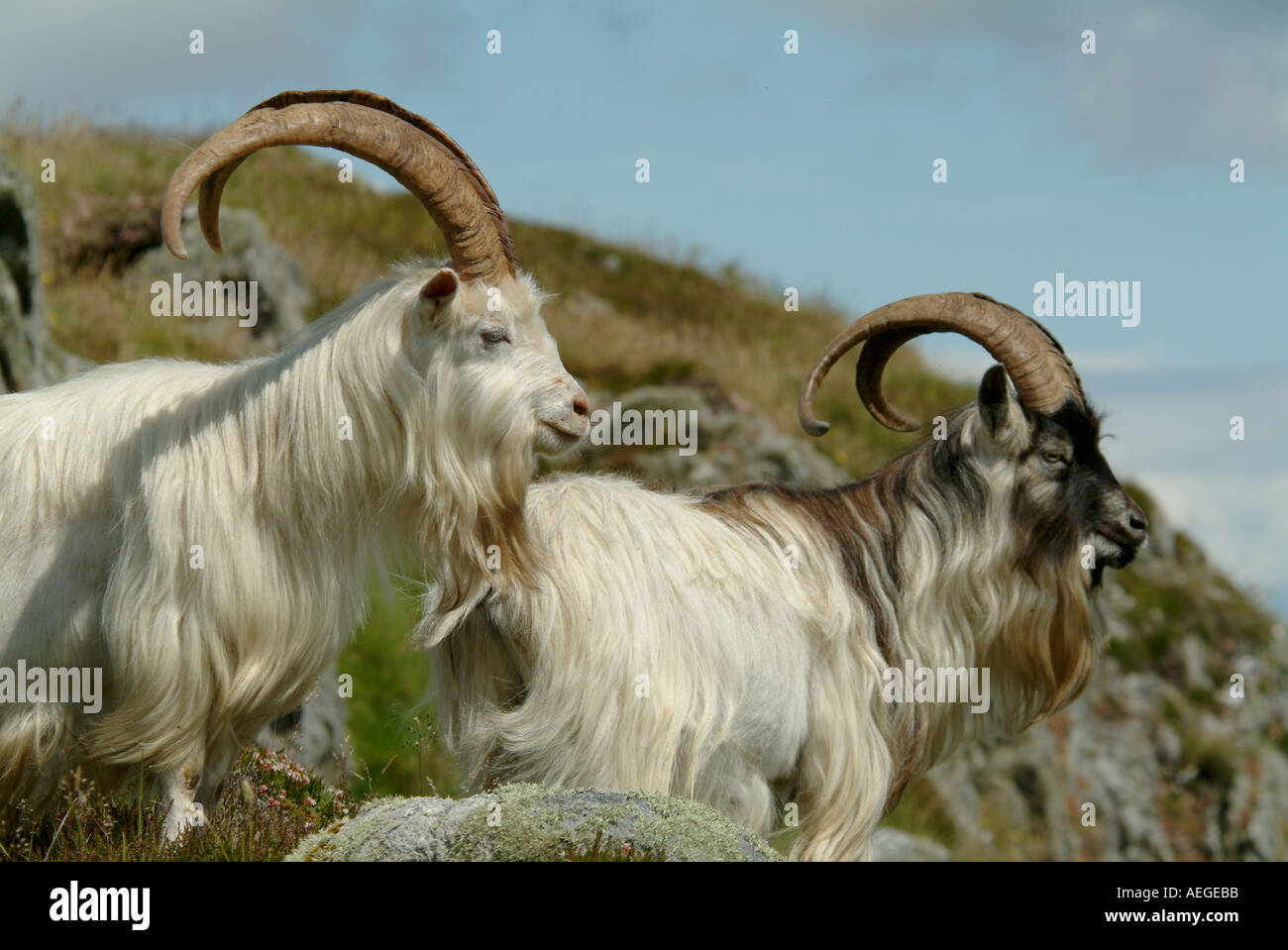 UK Scotland Highlands Wildgoats Stock Photo - Alamy