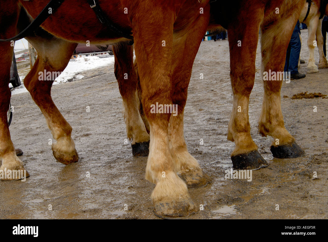 Amish horses ready for auction in Mt Hope Ohio Stock Photo - Alamy
