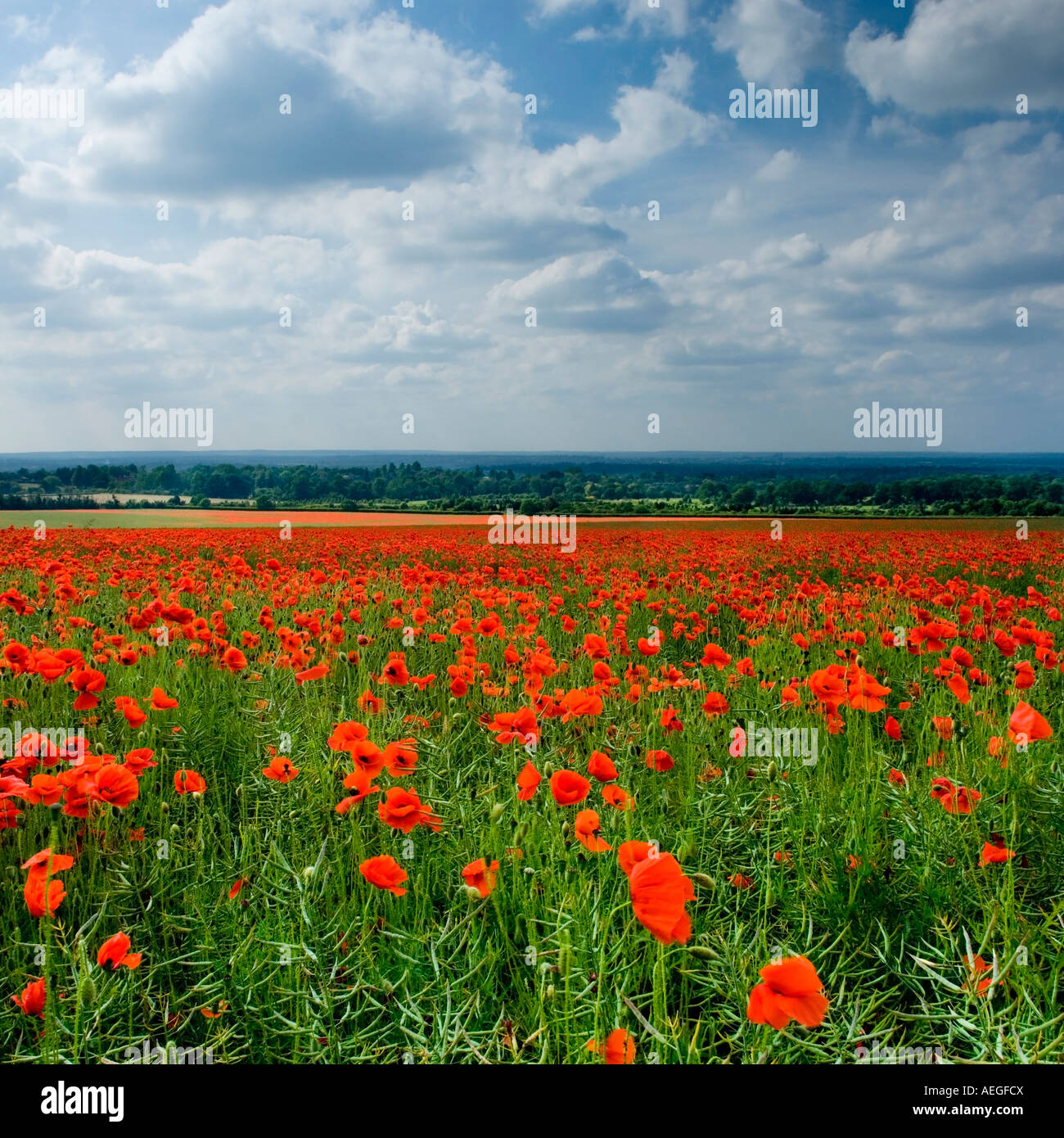 Poppies at east clandon hi-res stock photography and images - Alamy