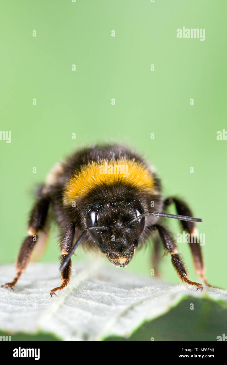 Profile bumble bee hi-res stock photography and images - Alamy