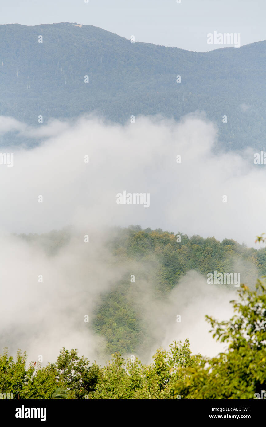 Partial fog over forest in mountains mountain mountainscape Stock Photo ...