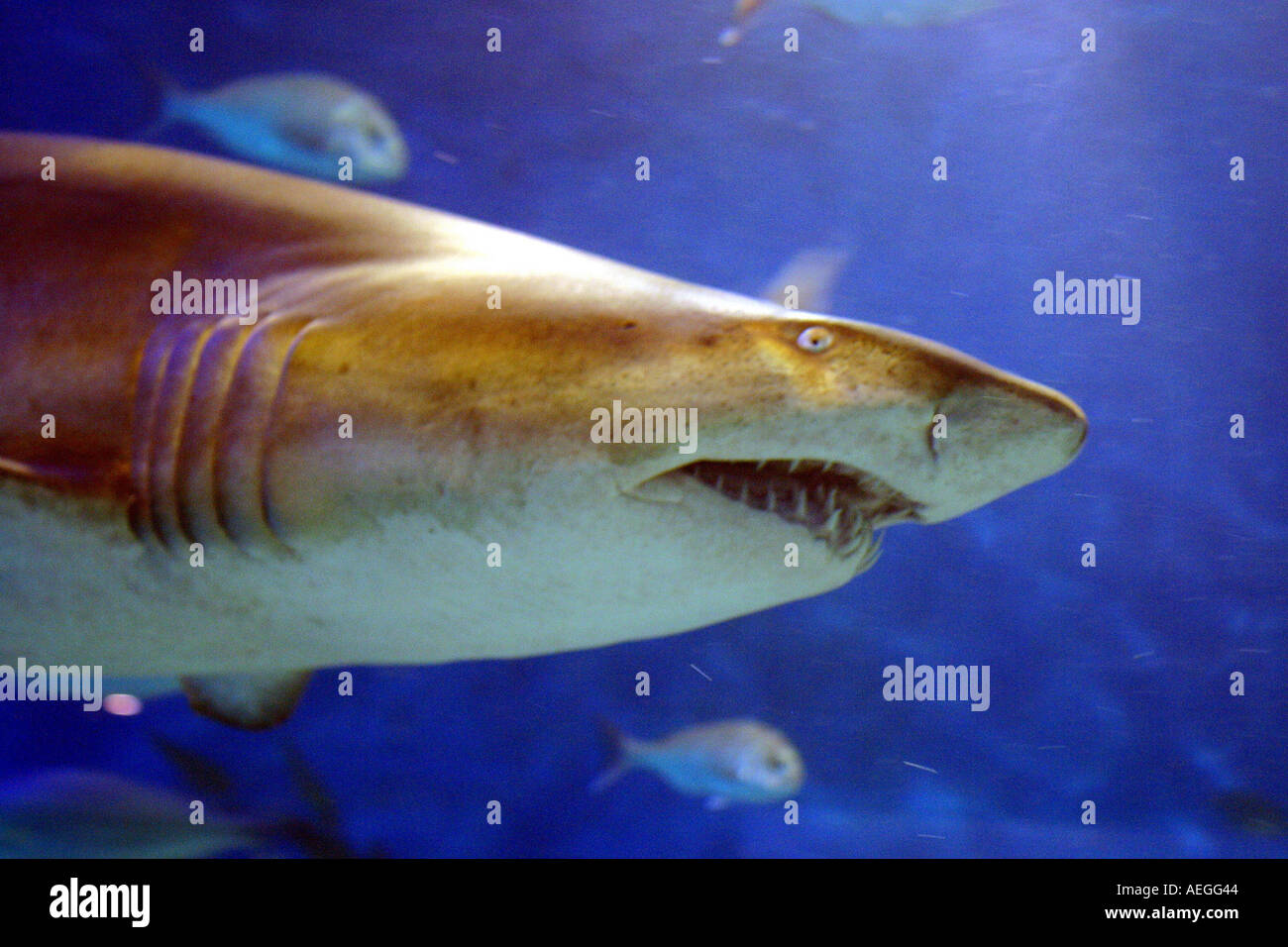 Shark parts hi-res stock photography and images - Alamy