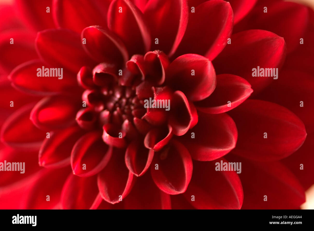 Red Dalia in close up Stock Photo - Alamy