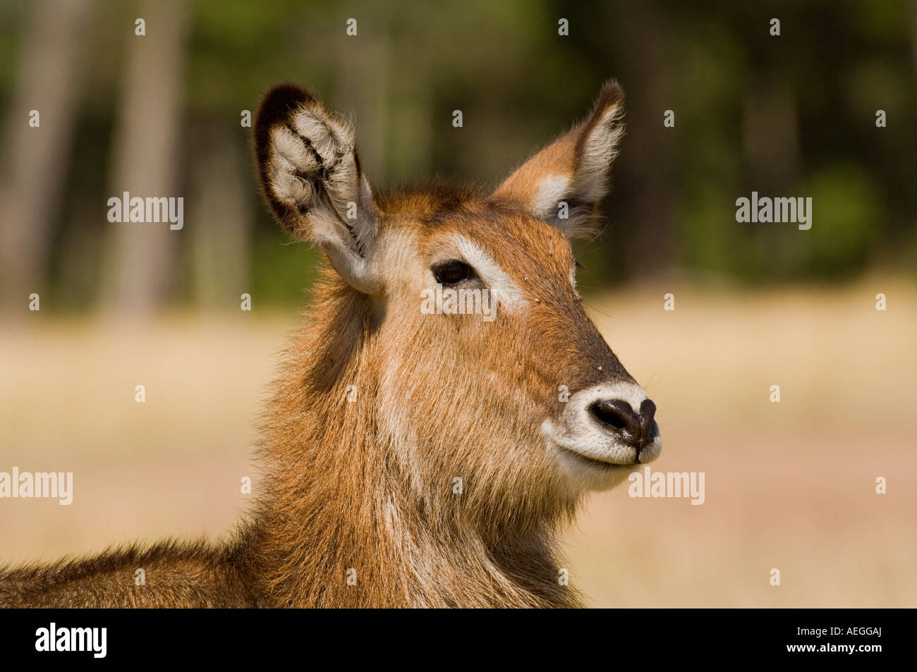 Female Waterbuck (Kobus ellipsisprymnus Stock Photo - Alamy