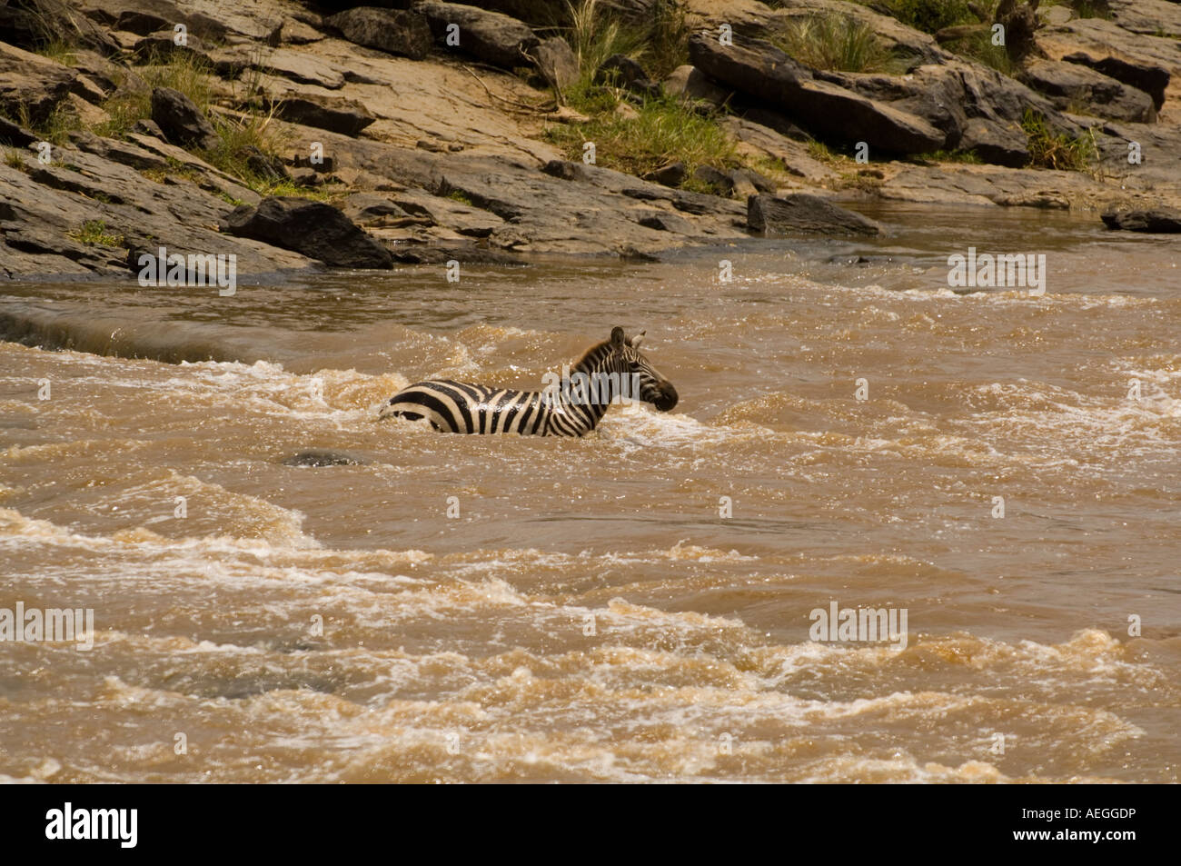 Zebra panic hi-res stock photography and images - Alamy
