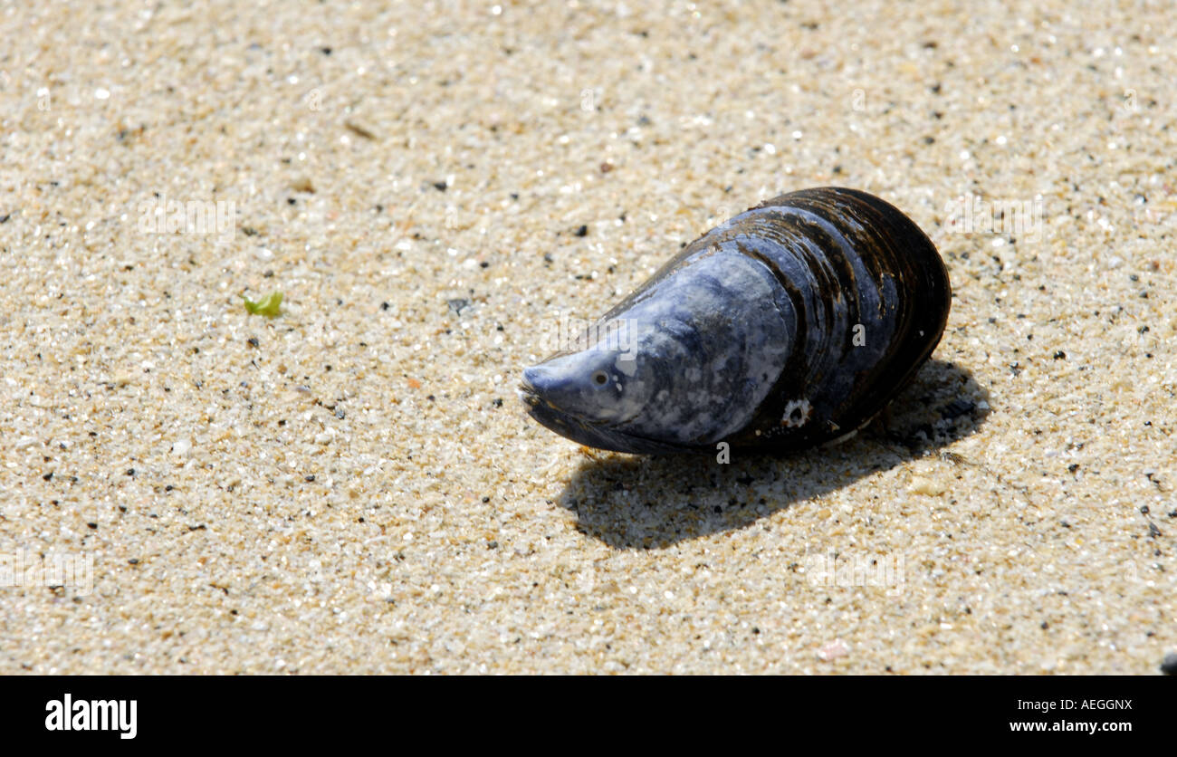 A common mussel at low tide Stock Photo - Alamy