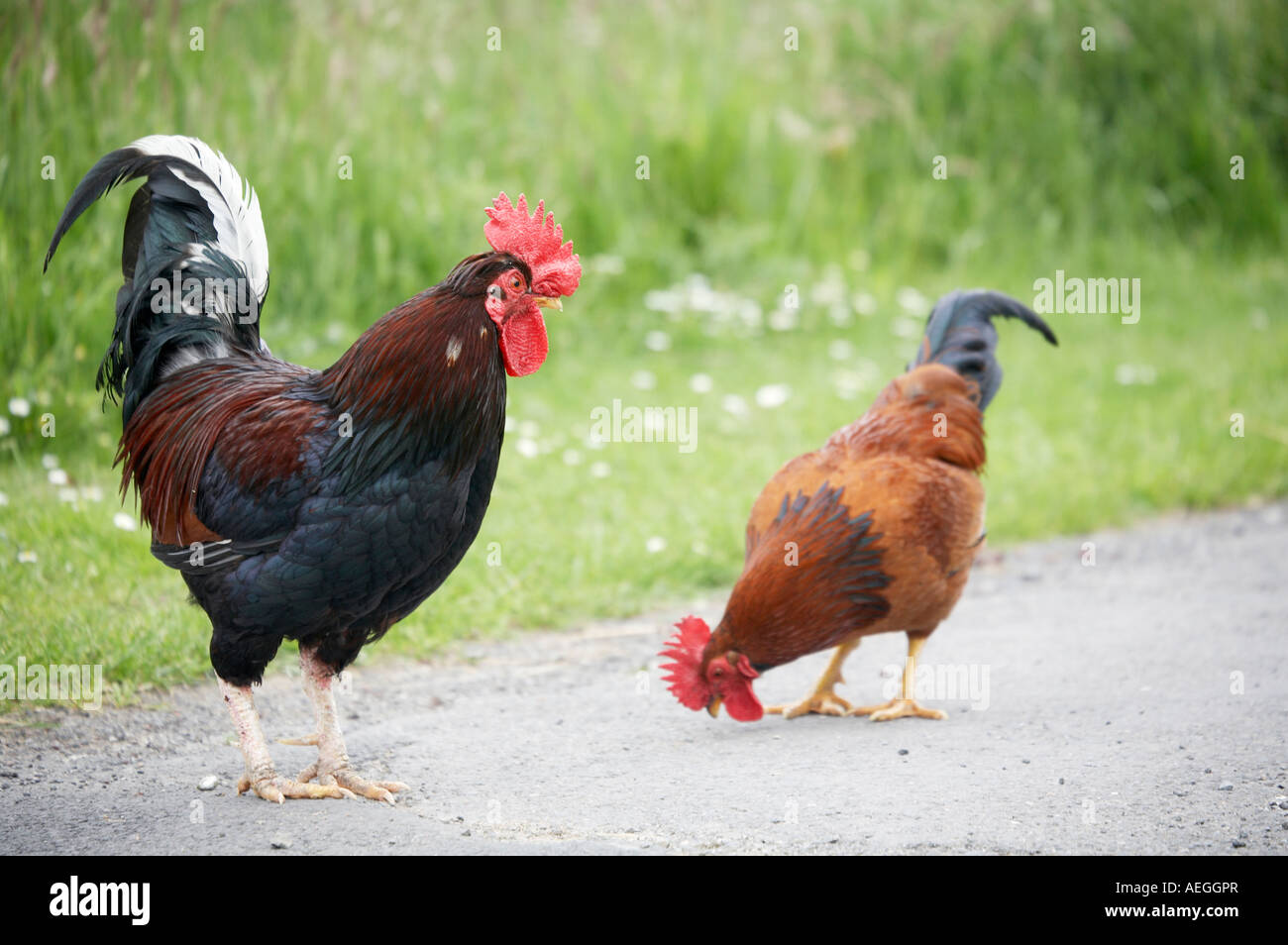 Two Chickens on path Stock Photo - Alamy