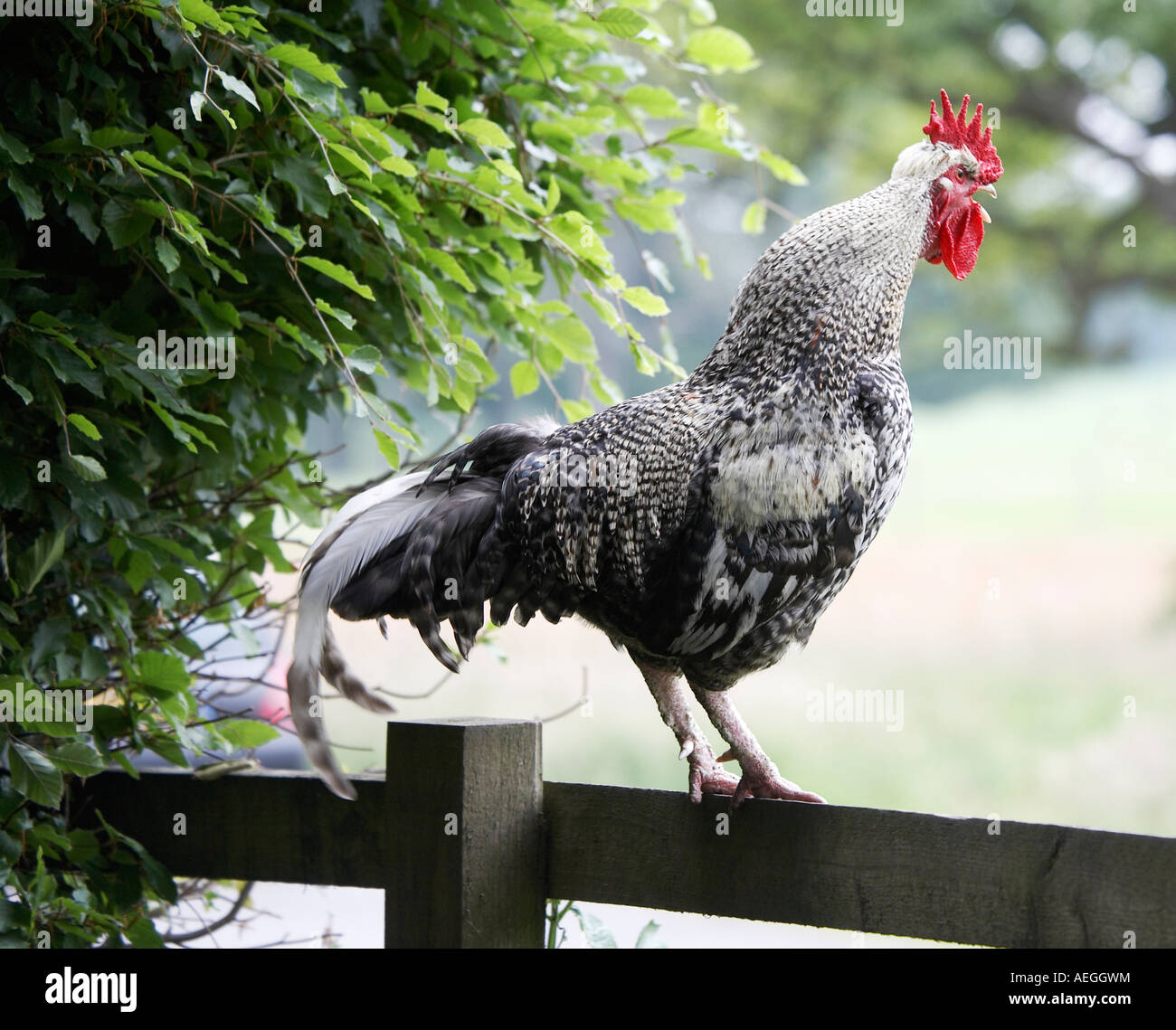 Rooster on fence Stock Photo - Alamy
