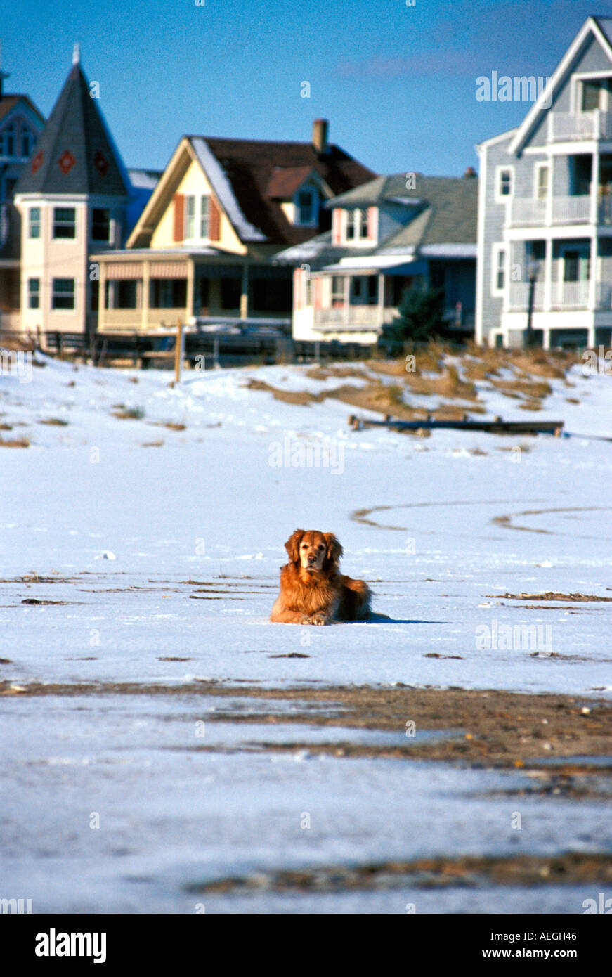 Beach house with dog in foreground Stock Photo - Alamy