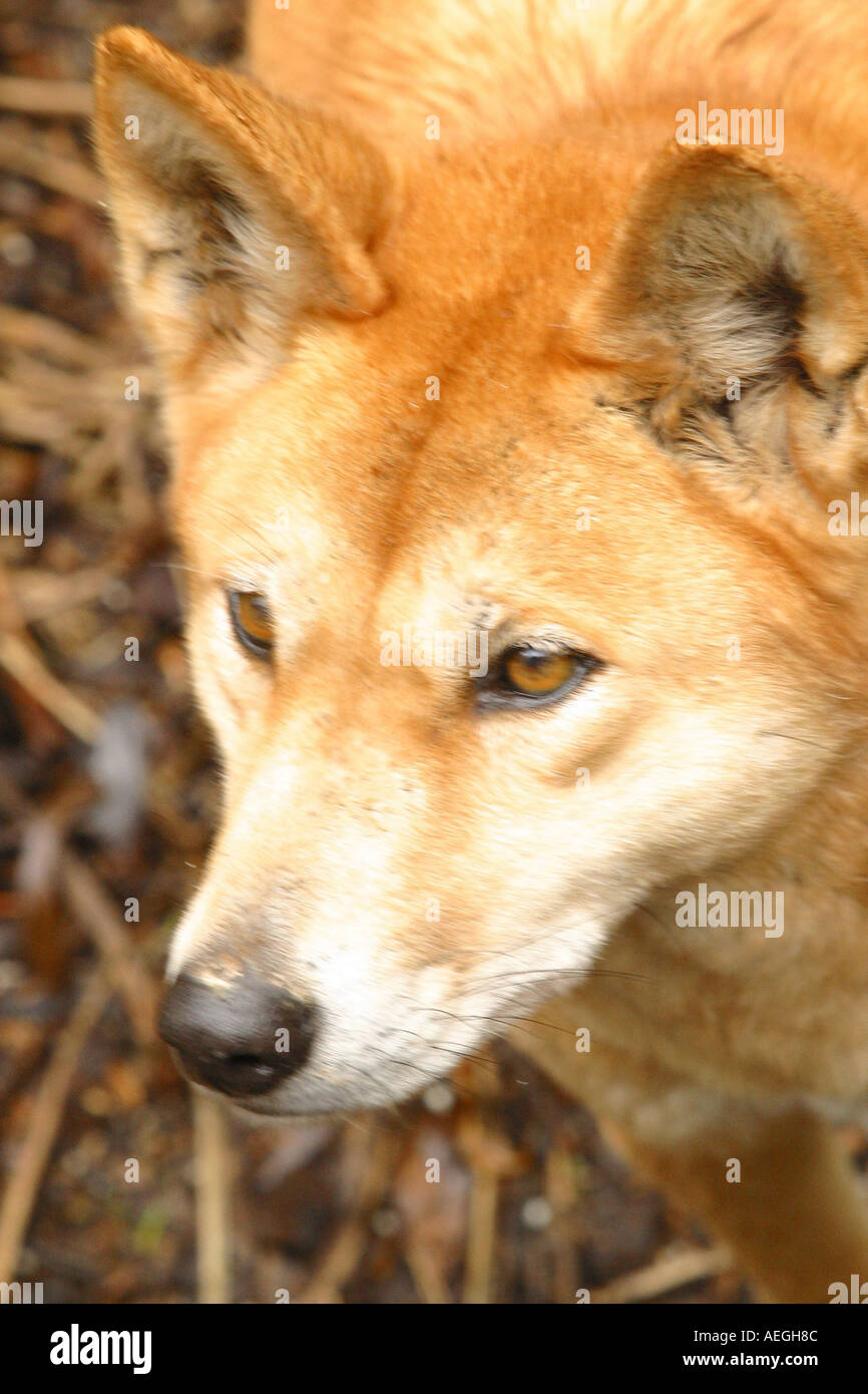 Australian fur skins hi-res stock photography and images - Alamy