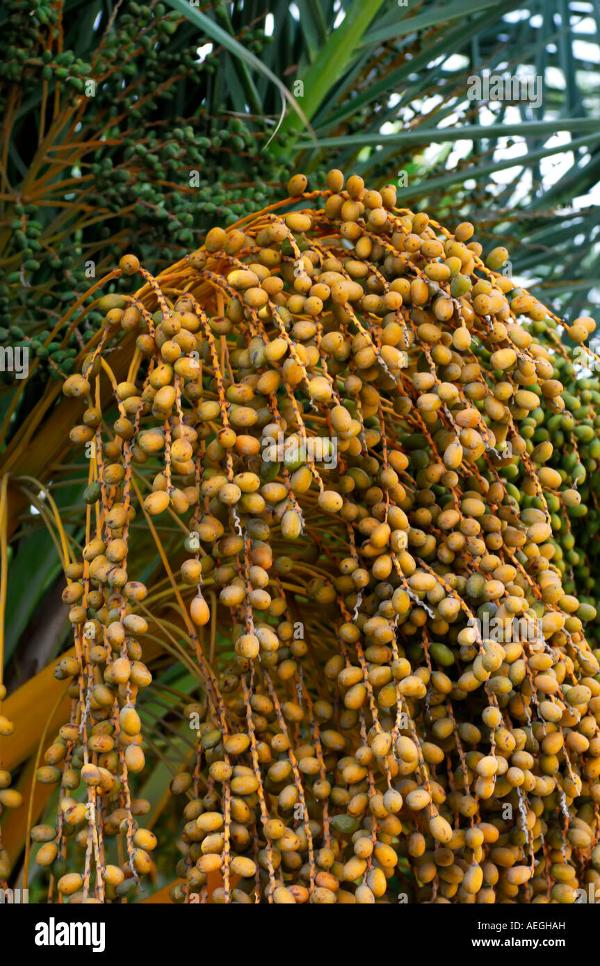 Close up dates growing hi-res stock photography and images - Alamy