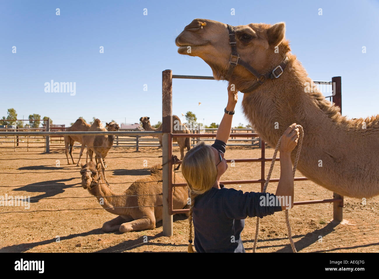 Glenda Sutton brushes one of her camels on the eve of the Boulia Cup ...