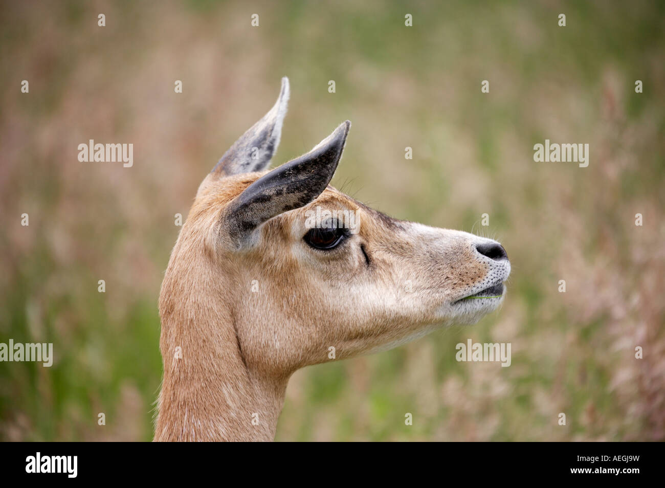 Blackbuck hi-res stock photography and images - Alamy