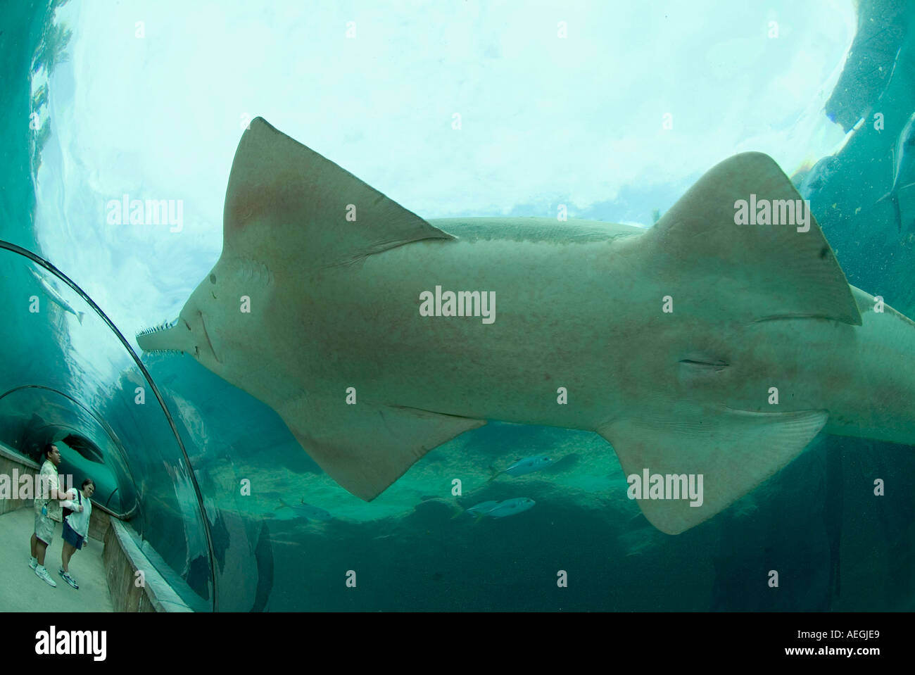 Bahamas Paradise Island Atlantis aquarium Stock Photo - Alamy