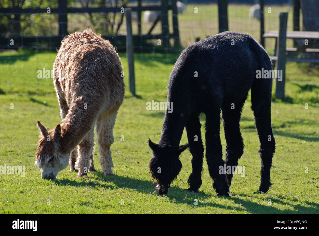 Alpacas and sheep hi-res stock photography and images - Alamy