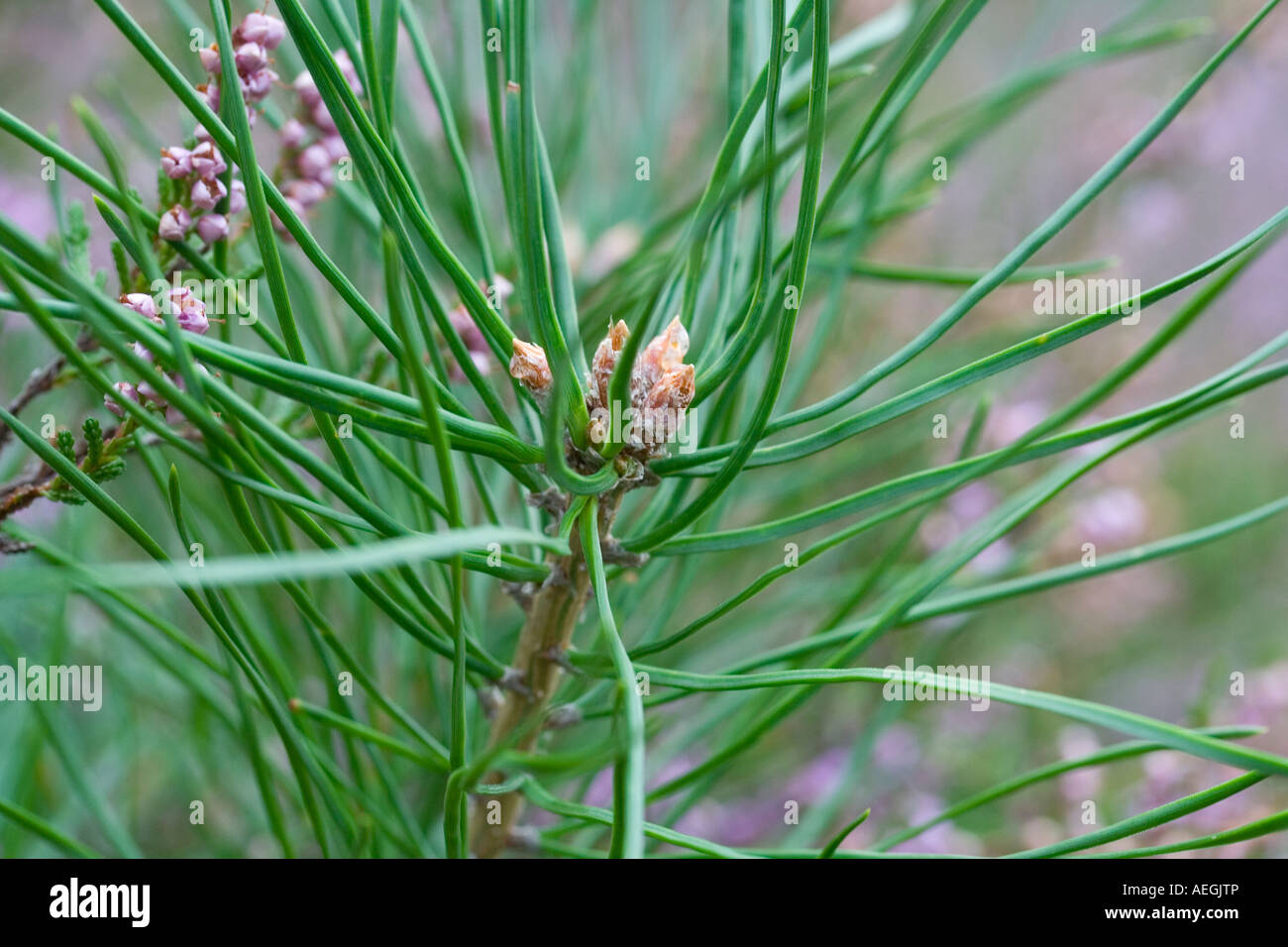 Pinaceae hi-res stock photography and images - Alamy