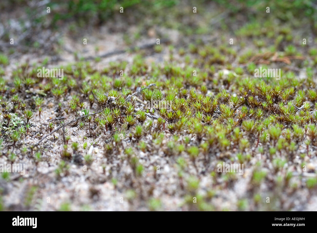 moss of sand Stock Photo - Alamy