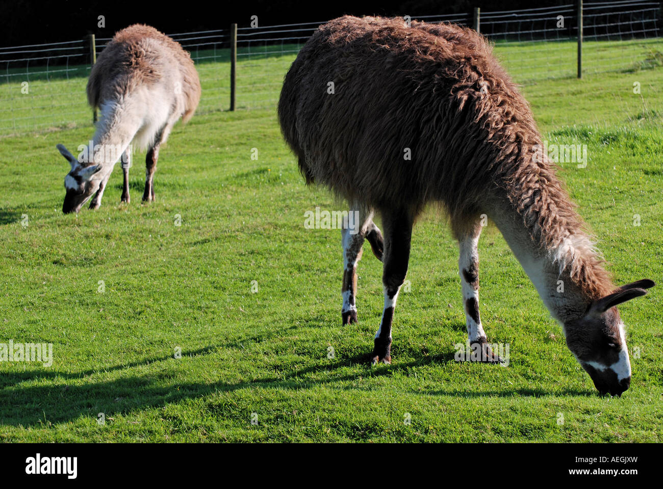 Llamas and sheep hi-res stock photography and images - Alamy