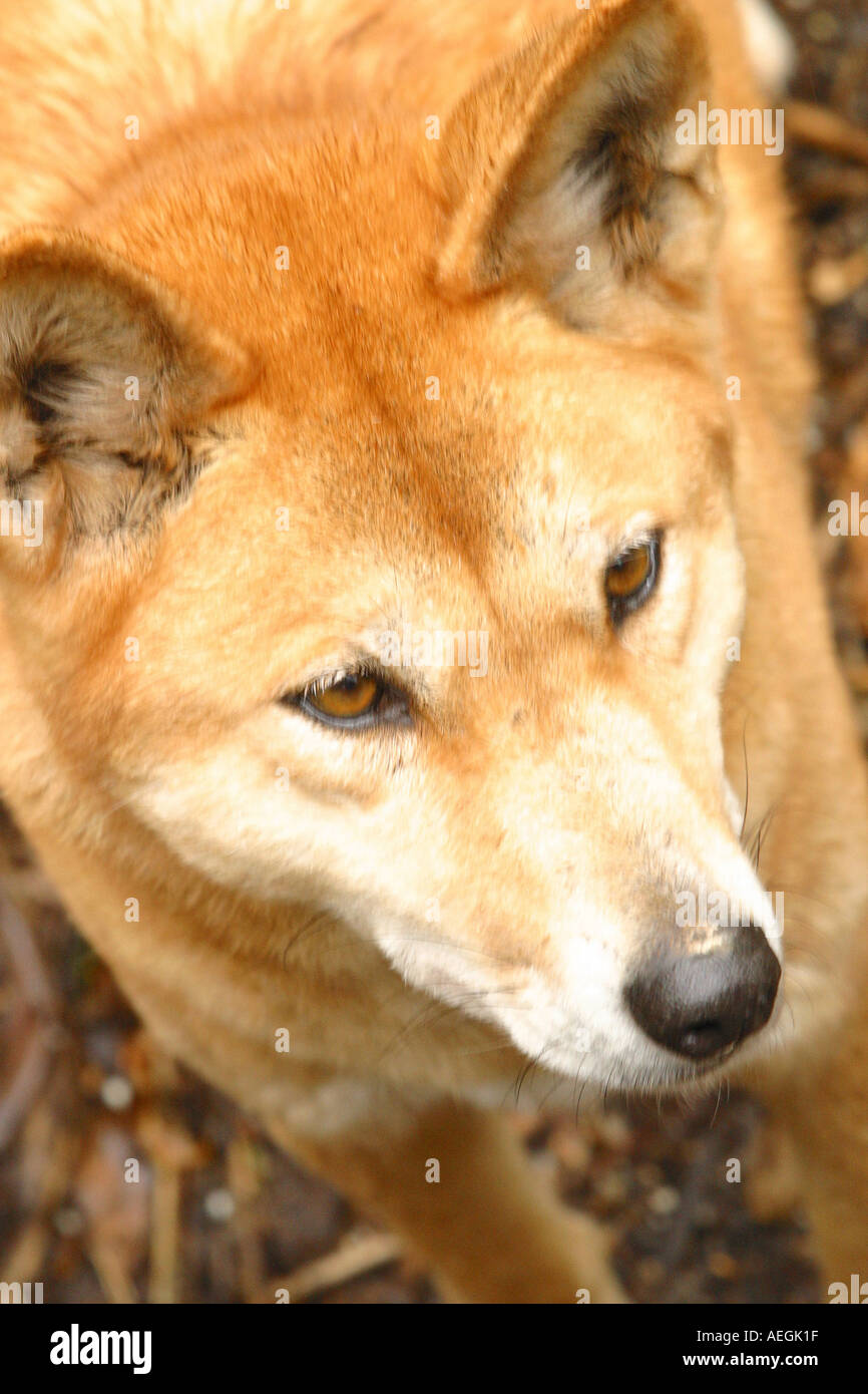 Dingo Australia Grass High Resolution Stock Photography and Images - Alamy