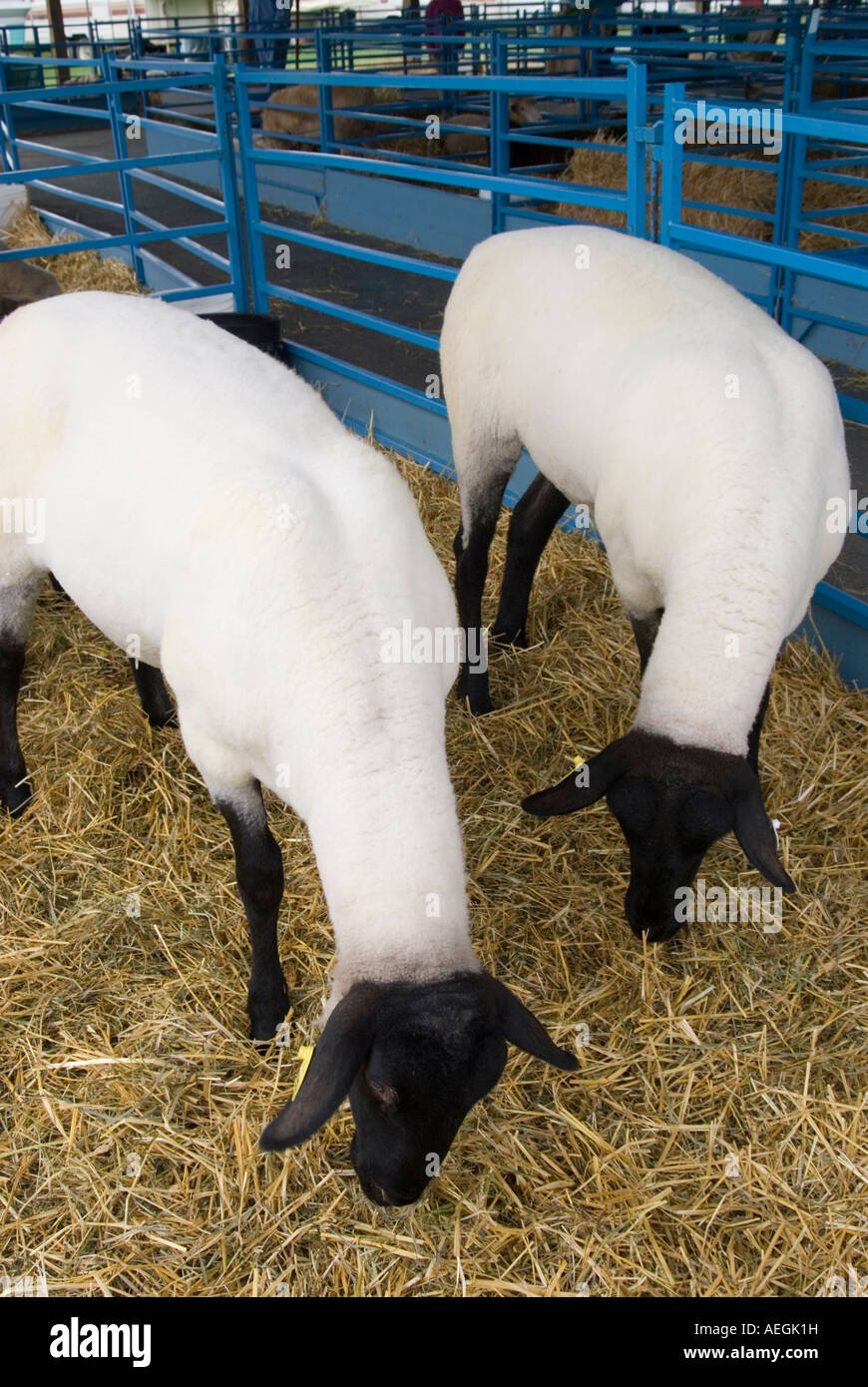 Suffolk Sheep at a 4H Livestock Show at the Dutchess County Fair in ...