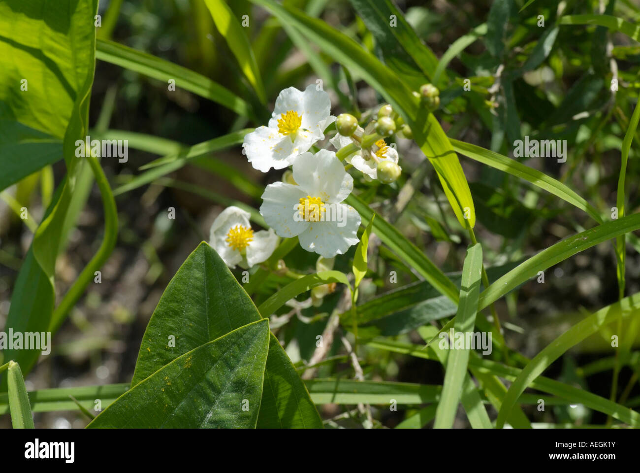 Sagittaria Latifolia Plant High Resolution Stock Photography and Images ...