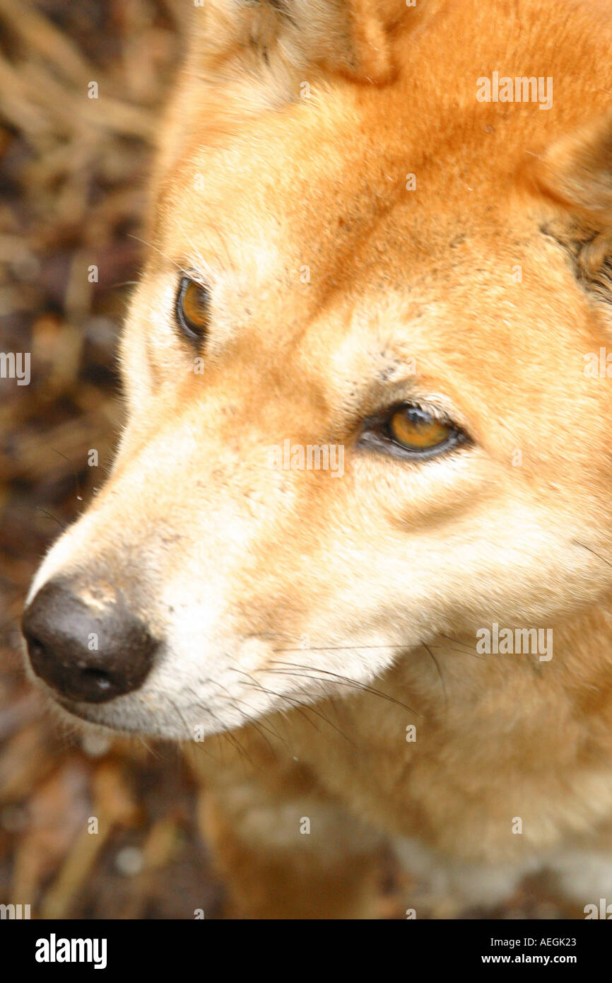Australian fur skins hi-res stock photography and images - Alamy