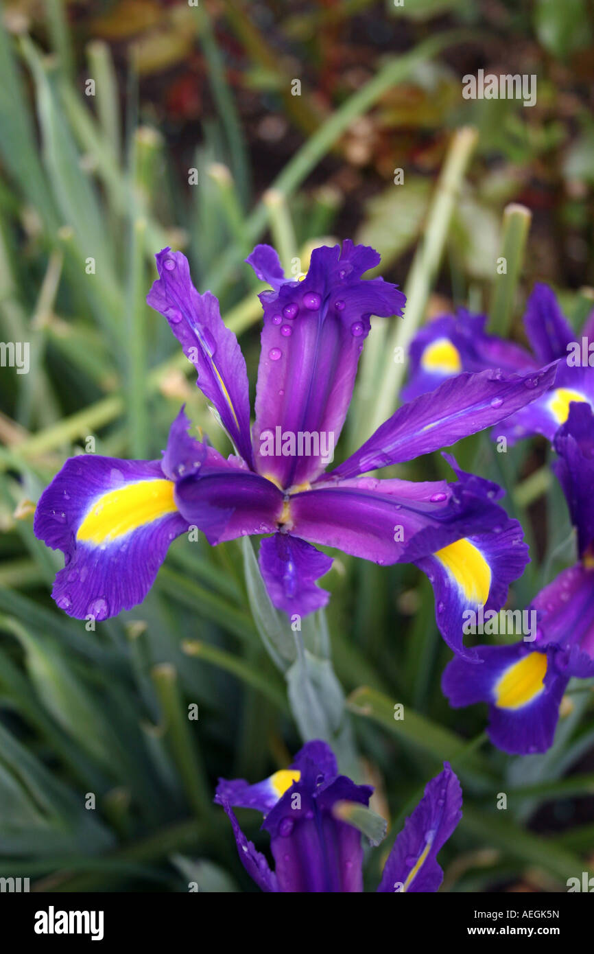 IRIS BLUE MAGIC. IRIDACEAE Stock Photo - Alamy