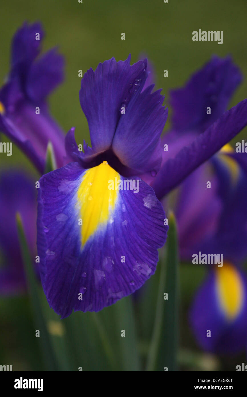 IRIS BLUE MAGIC. IRIDACEAE Stock Photo - Alamy