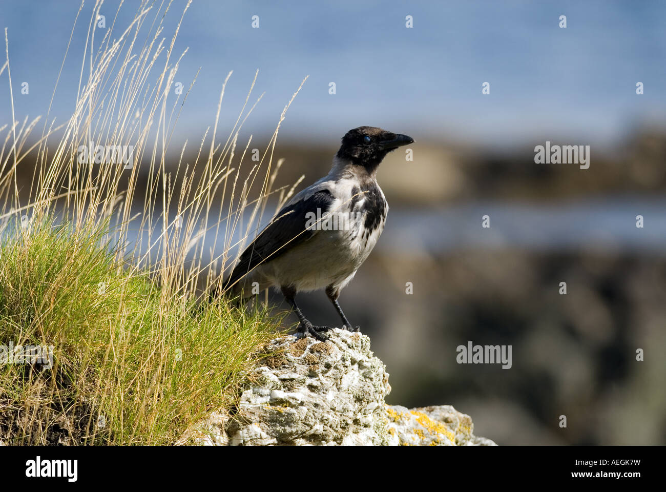A Hooded Crow, perched on a rock Stock Photo - Alamy