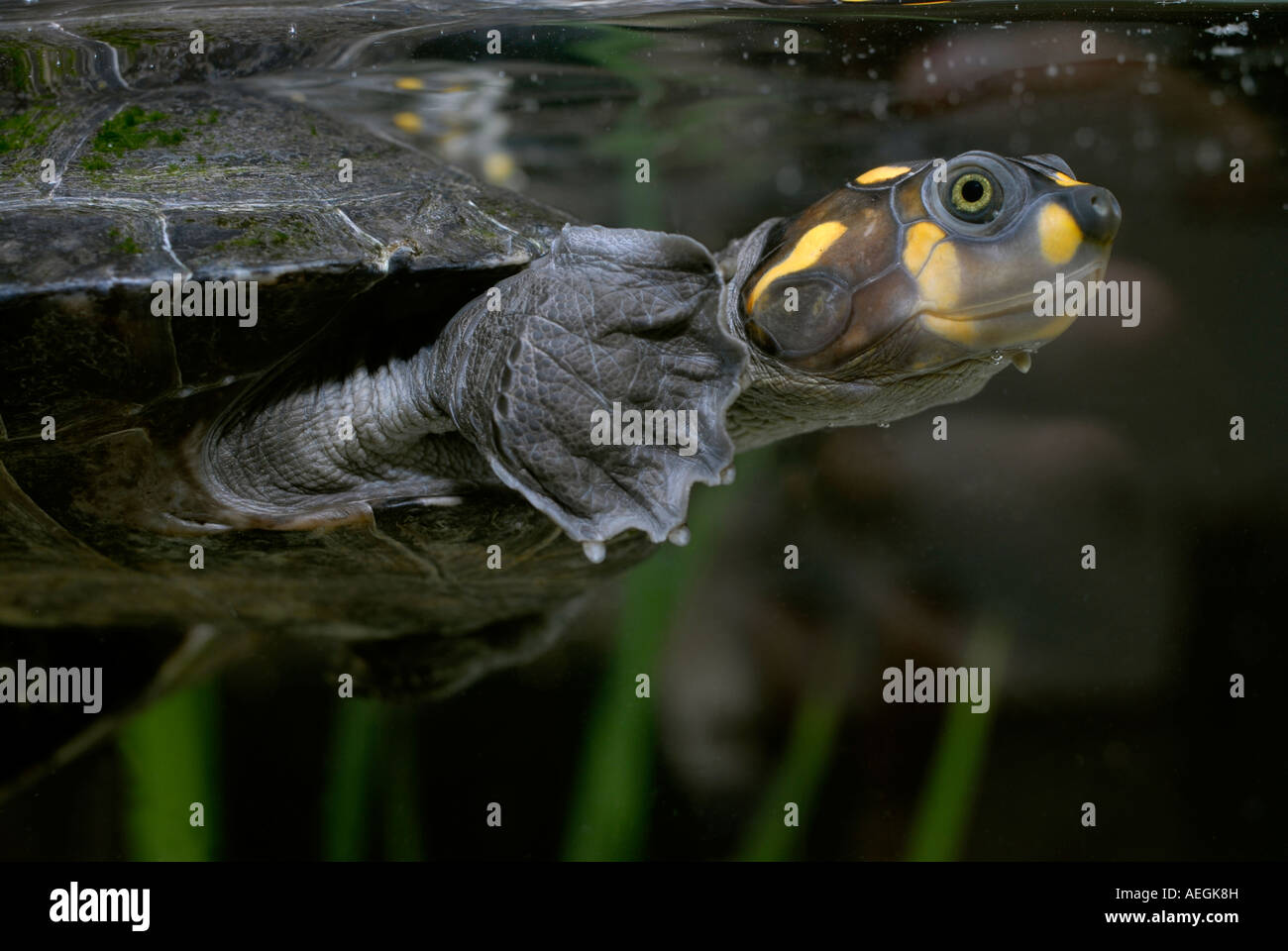 Yellow spotted river turtle hi-res stock photography and images - Alamy