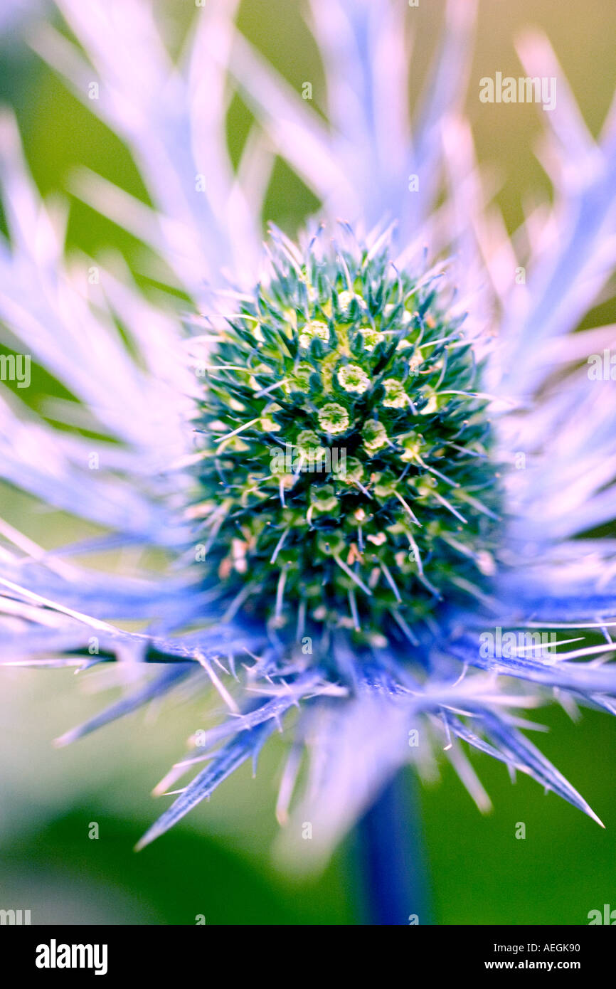 Thistle images hi-res stock photography and images - Alamy