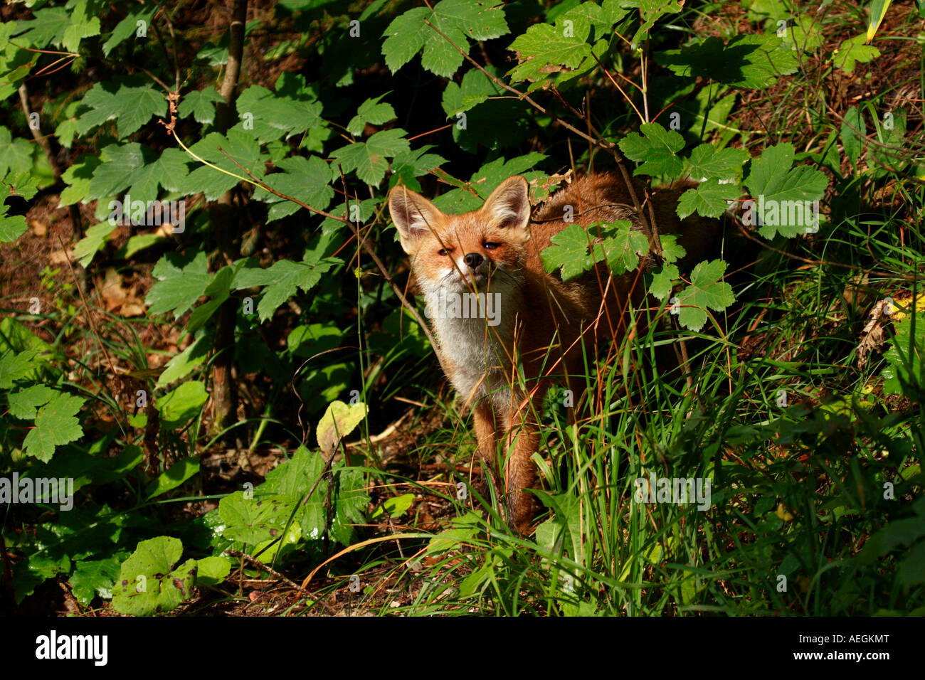 Red fox snifffing Stock Photo - Alamy