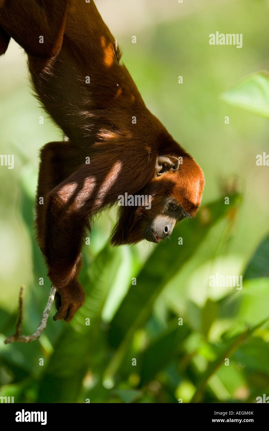 Red howler monkey peru hi-res stock photography and images - Alamy