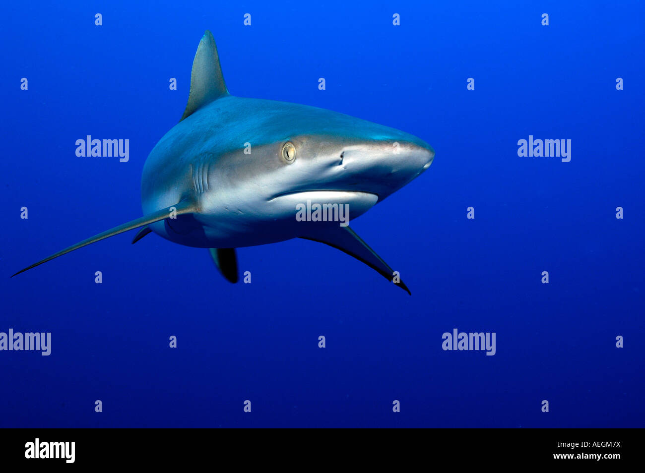 Grey reef shark carcharhinus amblirhynchos Rangiroa Tuamotu Islands ...