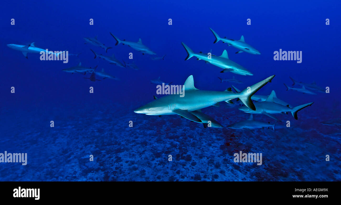 Grey reef shark carcharhinus amblirhynchos Rangiroa Tuamotu Islands ...