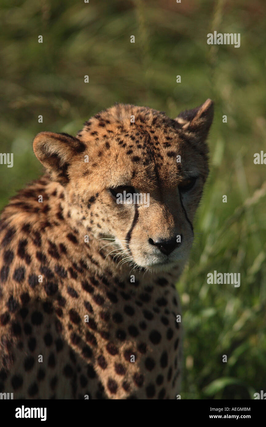 Cheetah in thought Stock Photo - Alamy