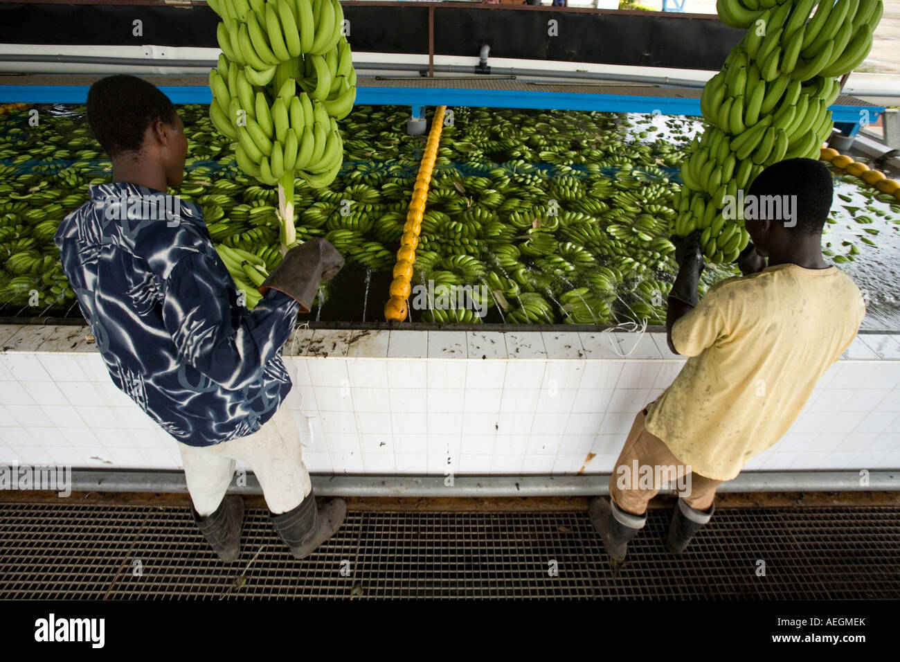Washing bananas hi-res stock photography and images - Alamy