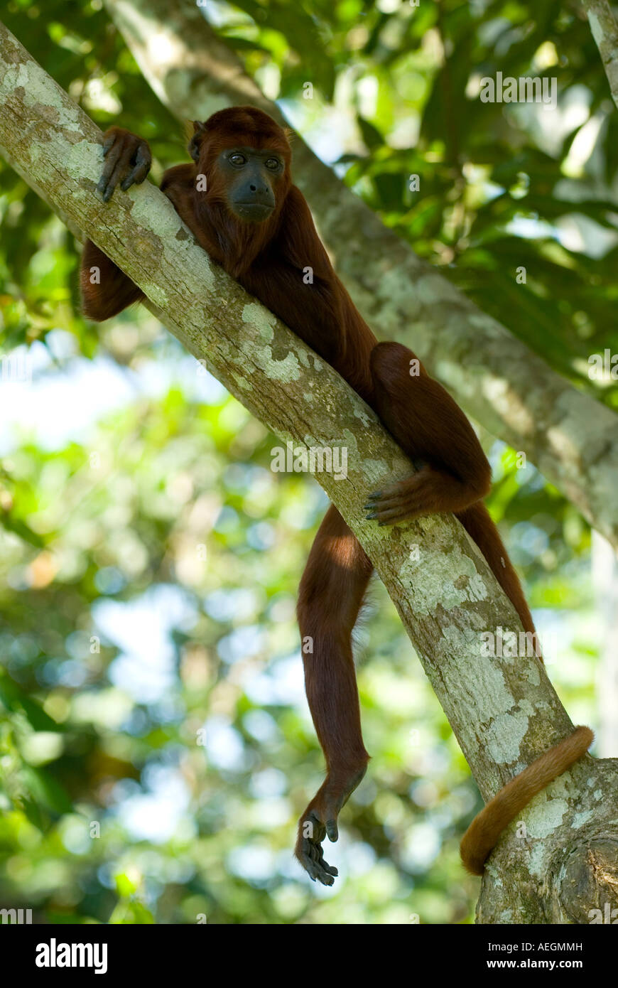 Howler monkey peru hi-res stock photography and images - Alamy